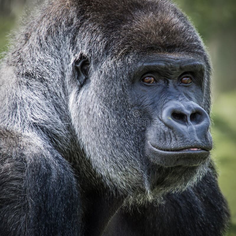 Gorilla stock photo. Image of face, head, silver, nature - 82605562