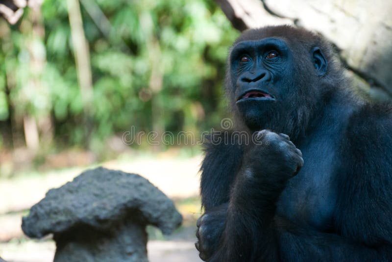 Confused Gorilla man stock image. Image of bizarre, head - 3168679
