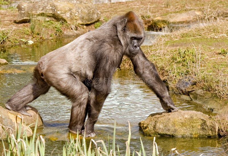 Gorilla Walking stock image. Image of mammal, wildlife - 11966419
