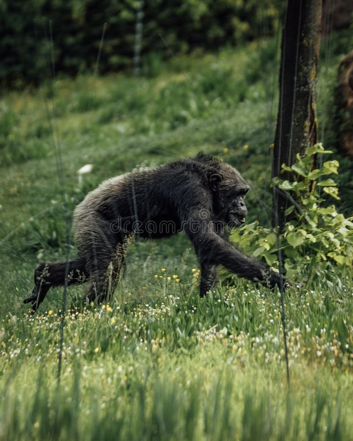 Gorilla Walking Upright and Exploring Its Natural Environment of Tall ...