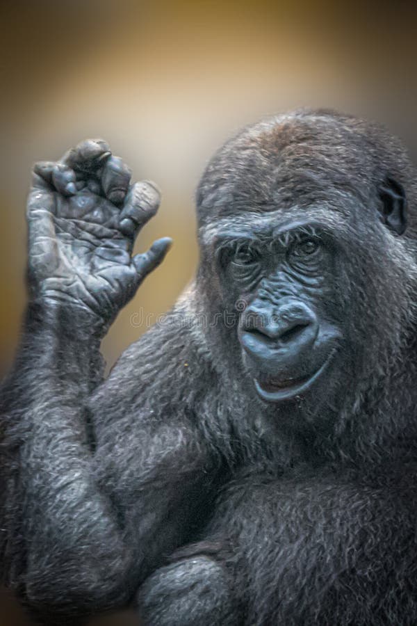 A gorilla waving its hand stock image. Image of hairy - 258026235