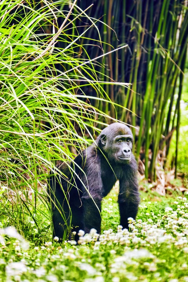 Gorilla In Its Natural Habitat Stock Image - Image of monkey, animal ...