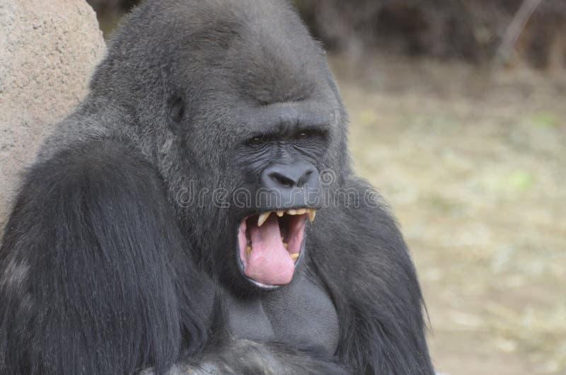 Silverback Gorilla Teeth