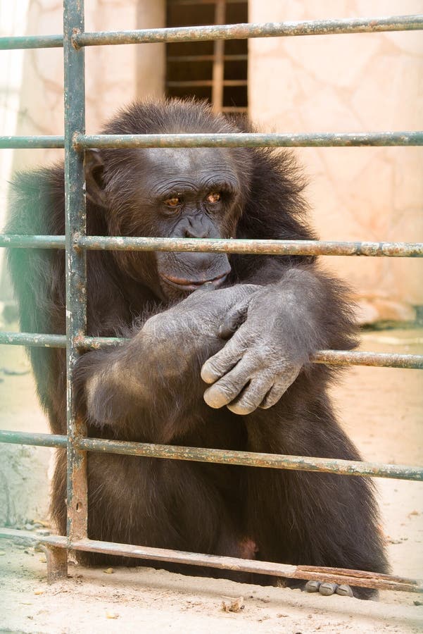 Gorilla at zoo stock image. Image of bars, lonely, away - 16707165