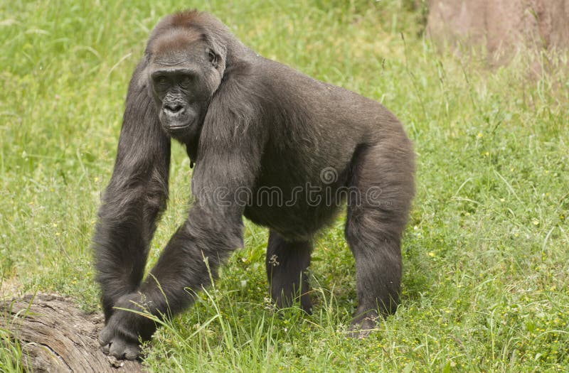 Gorilla Charging Camera stock photo. Image of africa, forward - 7515896