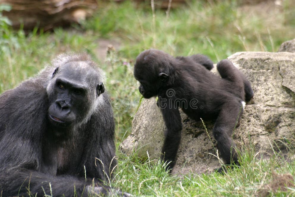 Gorillas stock photo. Image of inhabitant, anthropoid, primate - 436210