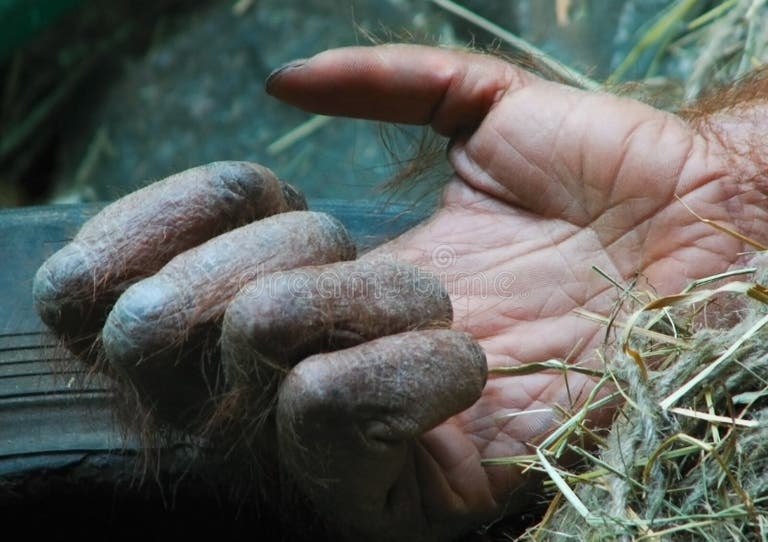 King Kong Hand Stock Photos - Free & Royalty-Free Stock Photos from ...