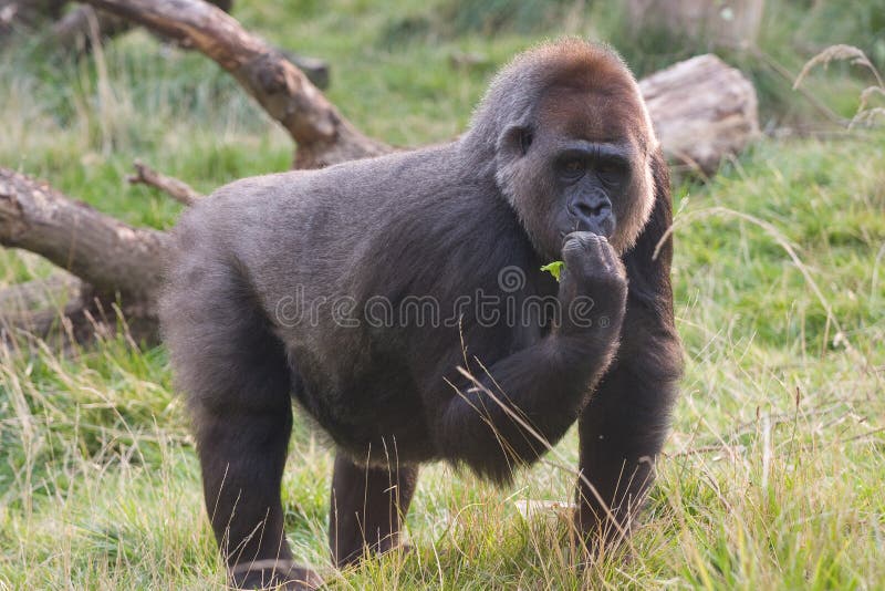 Gorille photo stock. Image du accouplement, évolution, stupéfier - 700942