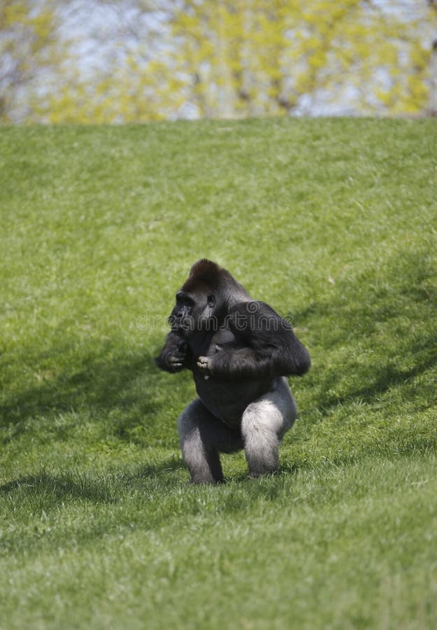 Gorille photo stock. Image du accouplement, évolution, stupéfier - 700942