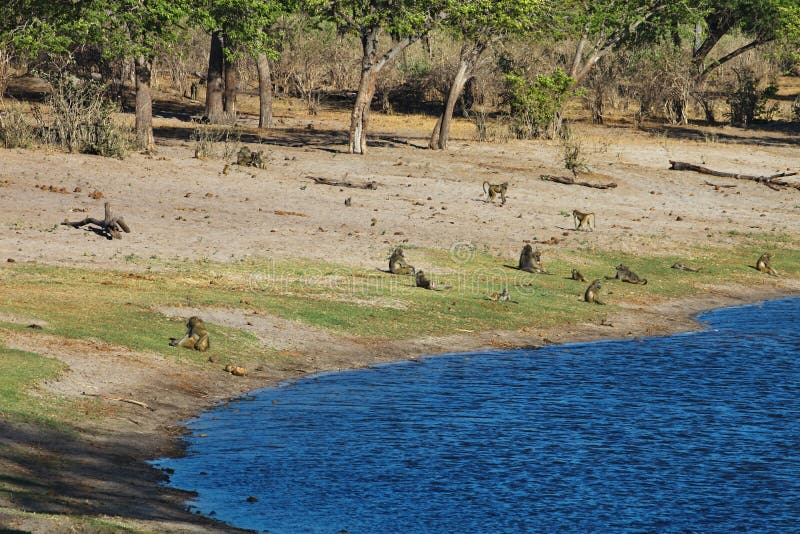 Goroup Baboon in the Marsh Habitat, Bwabwata National Park, Namibia ...