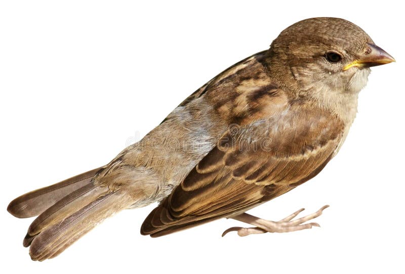 Gorrión rojo imagen de archivo. Imagen de pico, animal - 20133987