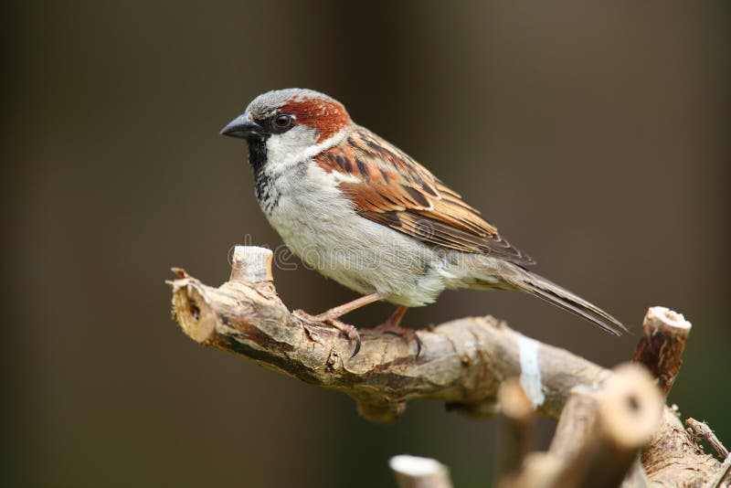 Gorrión rojo foto de archivo. Imagen de gérmenes, rojo - 45561068