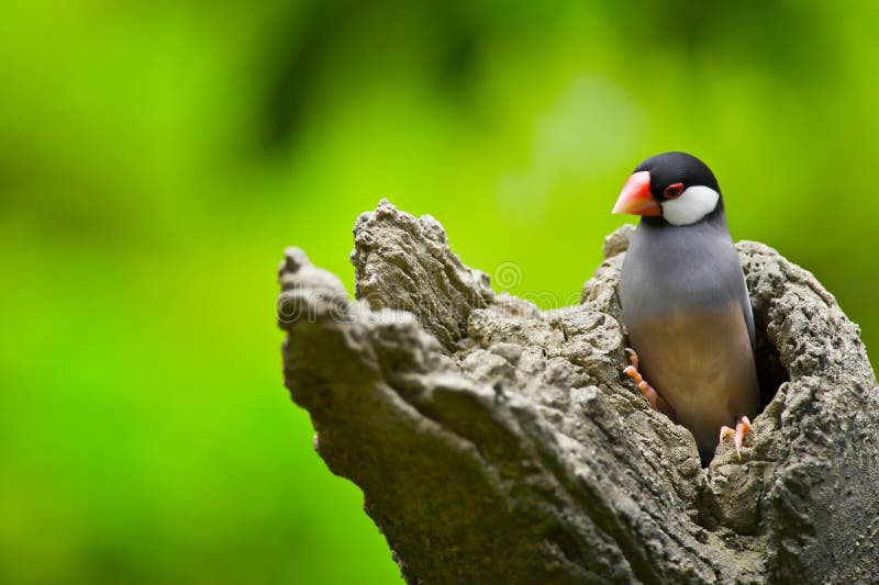 Gorrión de Java foto de archivo. Imagen de cubo, suave - 20986486