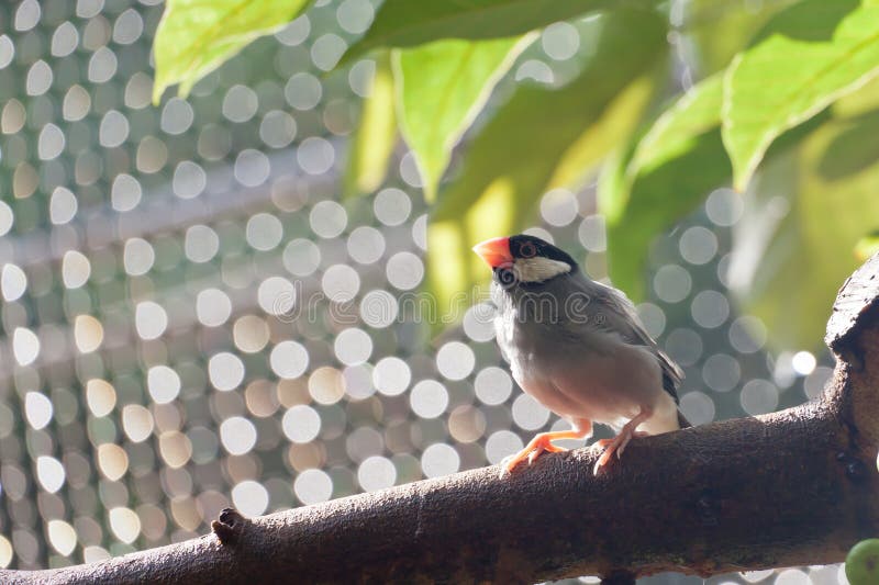 Gorrión de Java foto de archivo. Imagen de salvaje, primer - 25532028