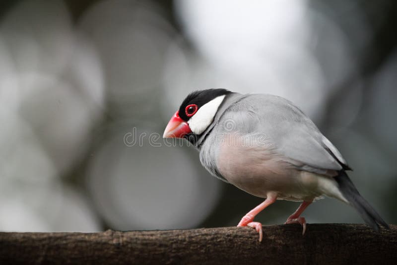 Gorrión de Java imagen de archivo. Imagen de pluma, colorido - 30886579