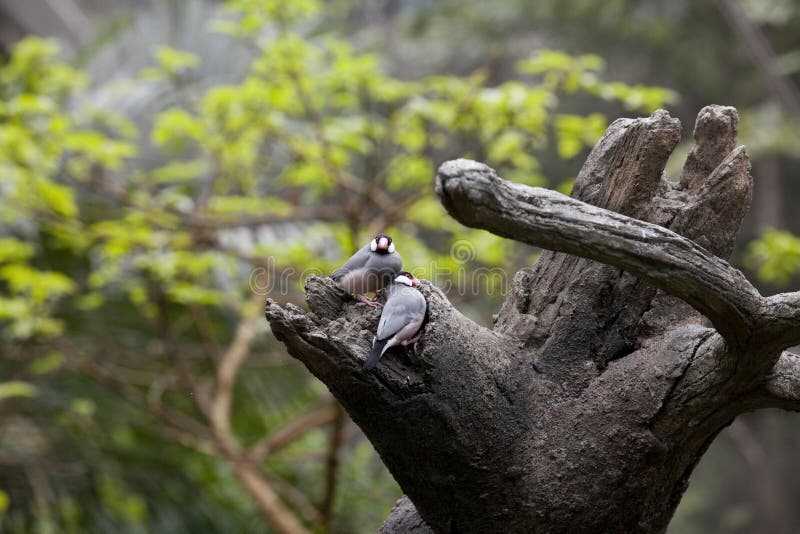 Gorrión De Java (oryzivora Del Padda) Imagen de archivo - Imagen de ...