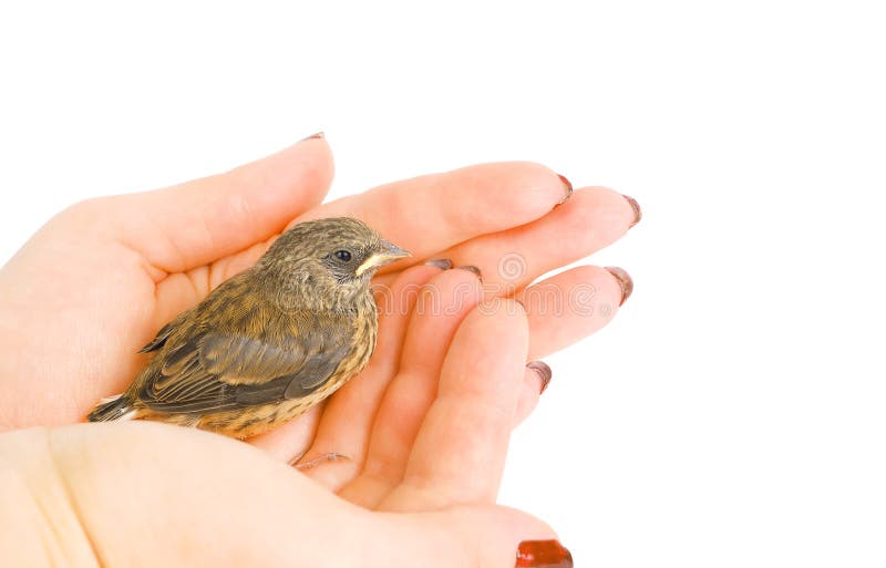 Gorrión Del Bebé En Un Arbusto Foto de archivo - Imagen de macro, fauna ...