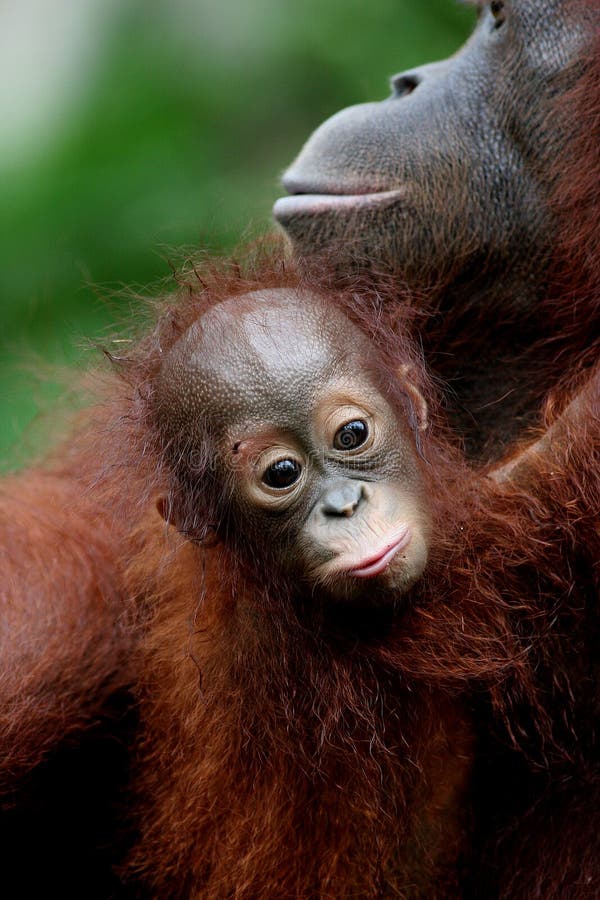 Gorrila stock photo. Image of monkey, africa, mammal, think - 2467238