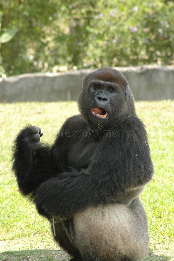 Gorilla teeth stock image. Image of gorilla, silverback - 23408359