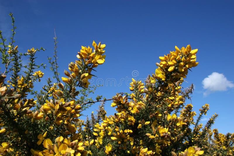 Gorse stock image. Image of prickles, yellow, blue, flower - 9202099