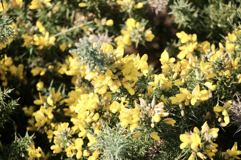 Gorse bushes in autumn stock image. Image of nature - 294152109