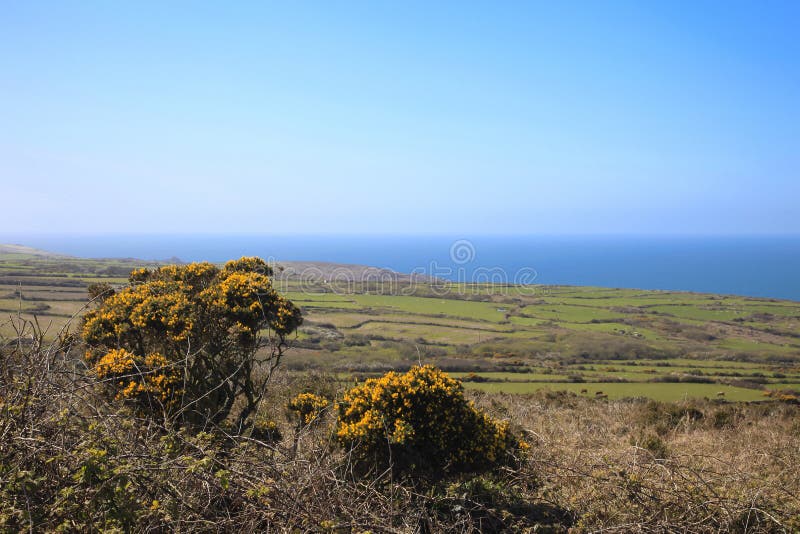 Gorse Bushes and Fields Cornwall England Stock Image - Image of fields ...