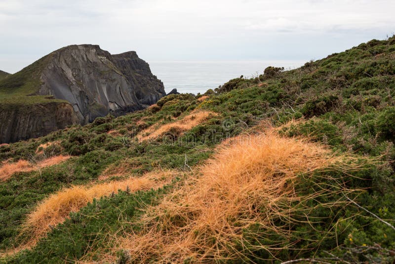 Gorse at Devon`s Coastline Covered with Brightly Orange Common Dodder ...