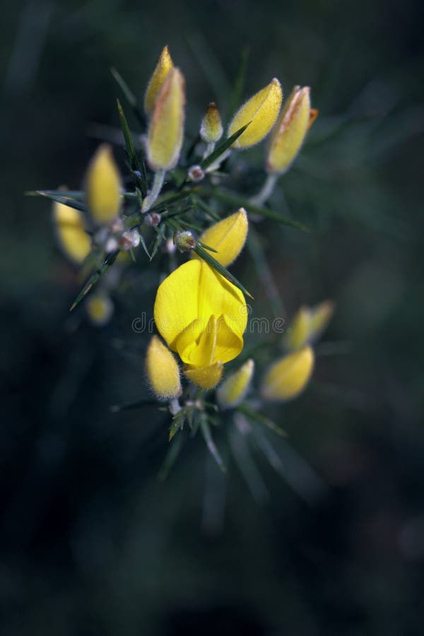 Gorse Flower, Bright Yellow Petals, High Contrast Background Stock ...