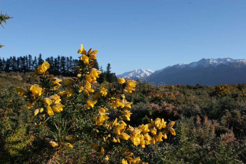 Gorse in the high country stock image. Image of alps, canterbury - 3397879