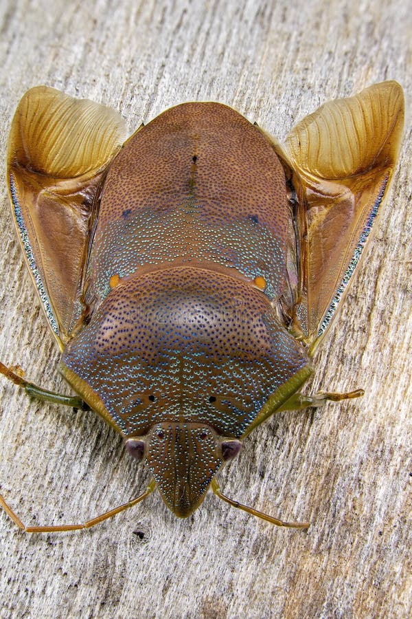 A Gorse Shield Bug in Macro Stock Photo - Image of hopper, markings ...