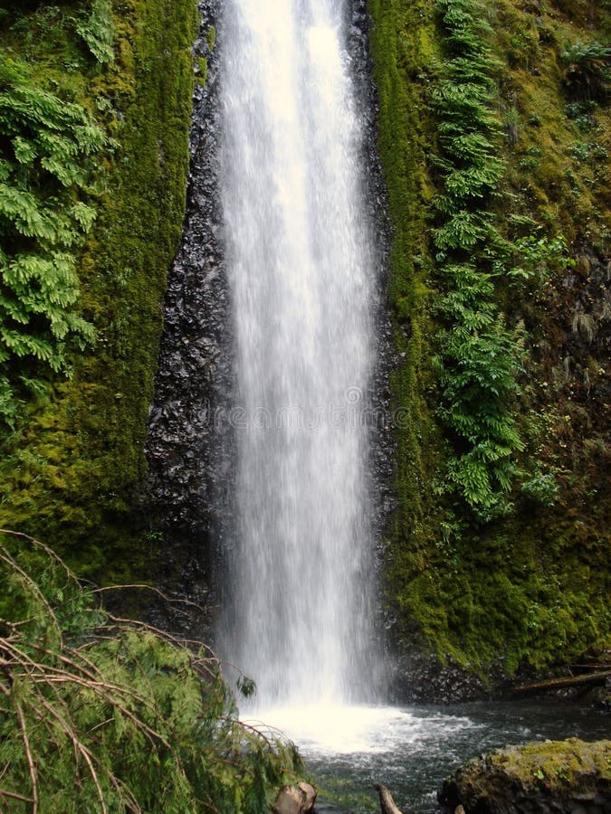 Gorton Creek Falls stock photo. Image of fern, pools, beautiful - 3426268