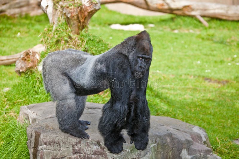 Goryl zdjęcie stock. Obraz złożonej z goryl - 14254604