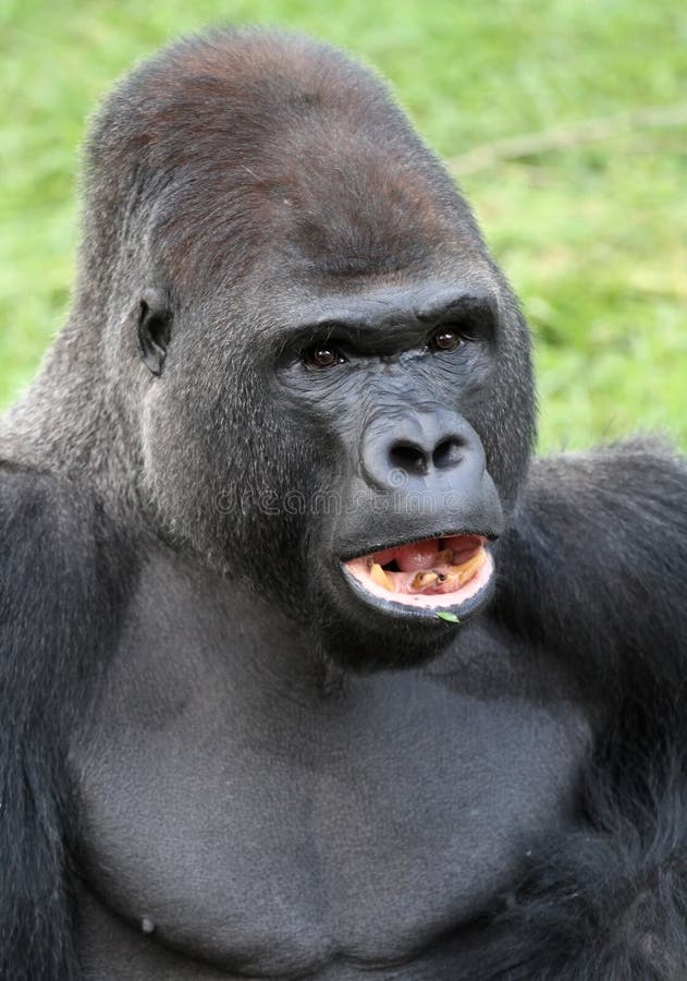 Gorilla obraz stock. Obraz złożonej z migreny, szef, porywacz - 16085257