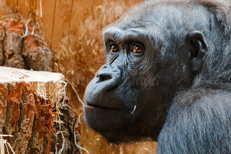 Goryl Zdjęcia Stock - Pobierz 10,685 Zdjęcia Royalty Free