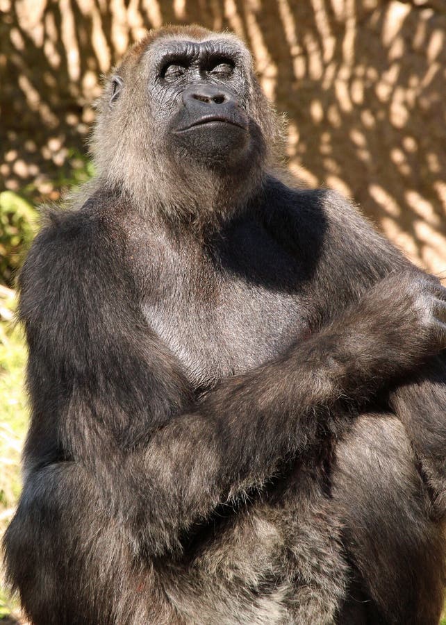 Samica Goryla Srebrnoplecego Obraz Stock - Obraz złożonej z śliczny ...
