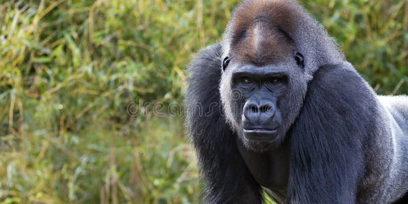 Goryl zdjęcie stock. Obraz złożonej z goryl - 31524836