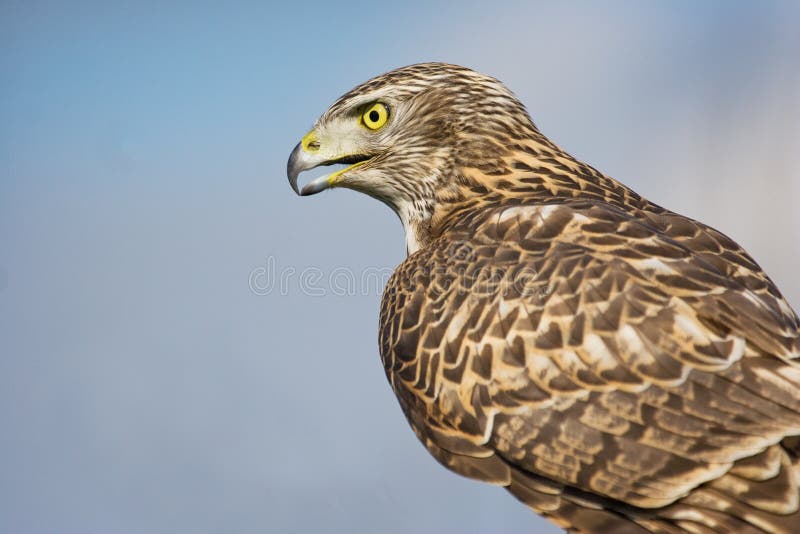 Goshawk stock image. Image of lone, goshawk, fierce, accipiter - 19583101
