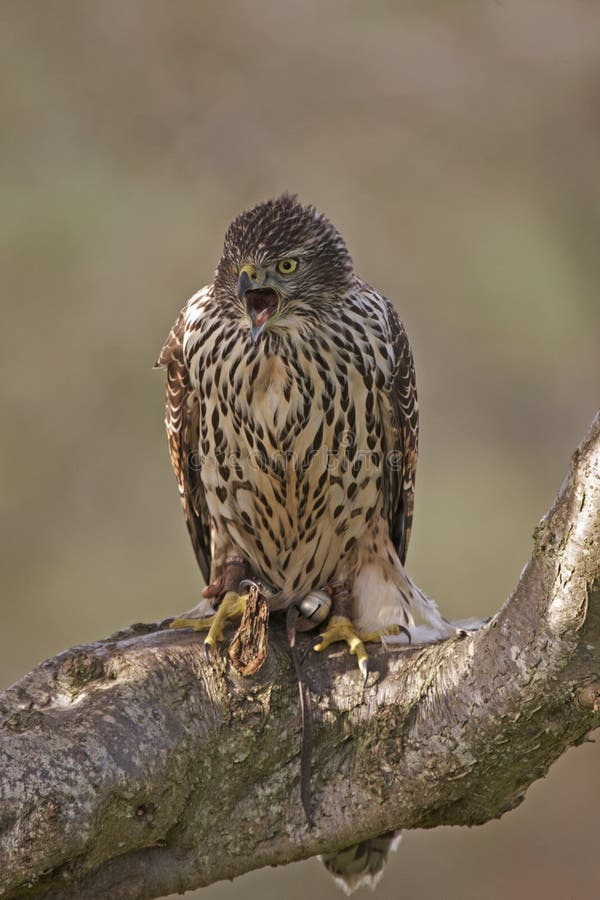 Goshawk stock image. Image of bird, raptor, captive, falconry - 19958325