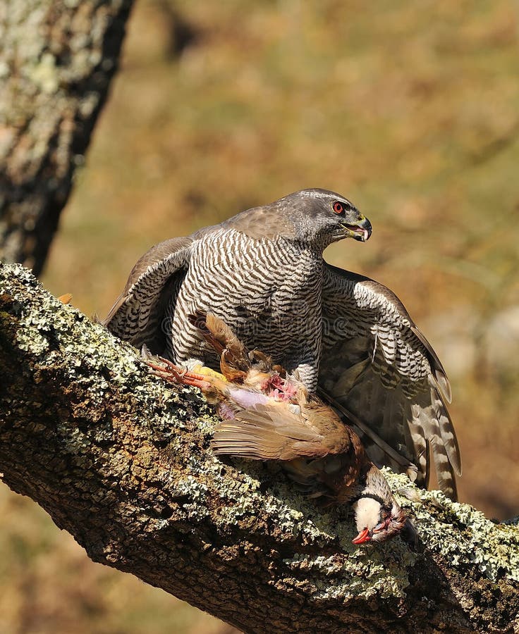 Peregrine Falcon with Its Prey Stock Photo - Image of prey, falconry ...