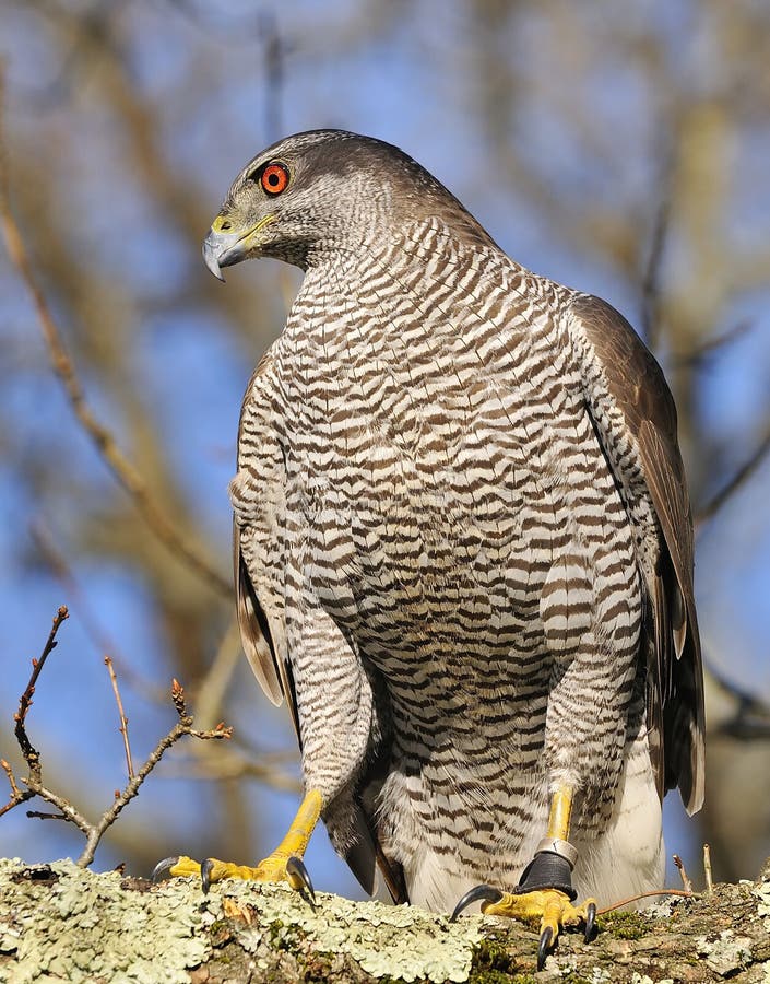 Goshawk. stock image. Image of blood, carnivore, falcon - 24536197