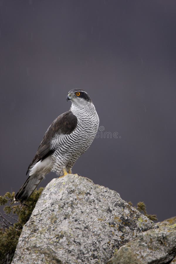 Accipiter Gentilis - Iberian Goshawk, is a Species of Accipitriforme ...