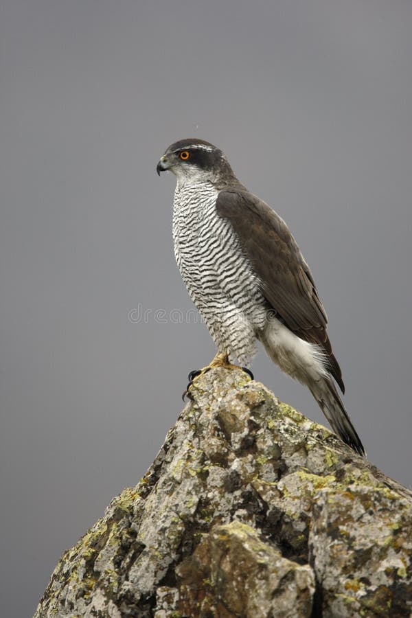 Goshawk, Accipiter Gentilis Stock Image - Image of goshawk, british ...
