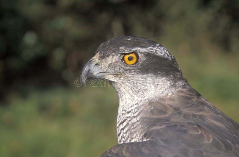 Accipiter Gentilis - Iberian Goshawk, is a Species of Accipitriforme ...