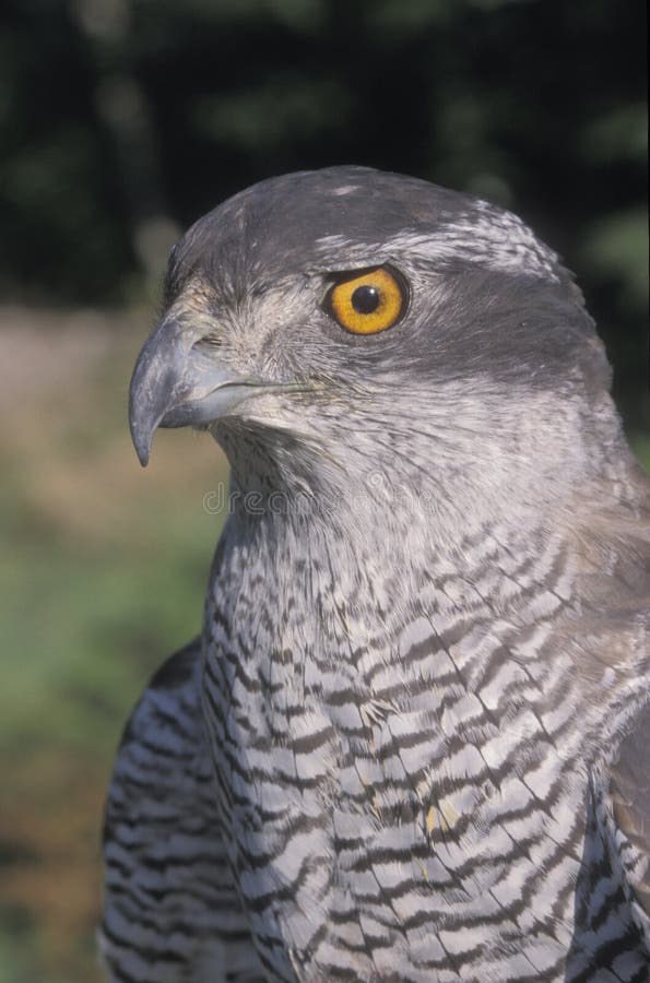 Goshawk, Accipiter Gentilis Stock Image - Image of wood, woodland: 36222659