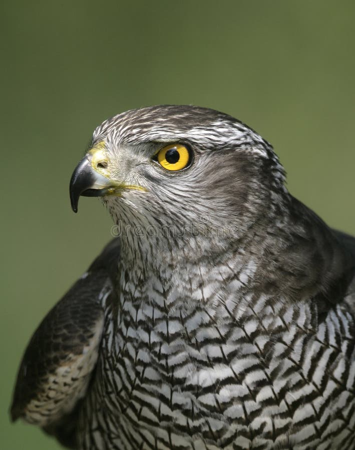 Goshawk, Accipiter Gentilis Stock Photo - Image of bird, gentilis: 34739544