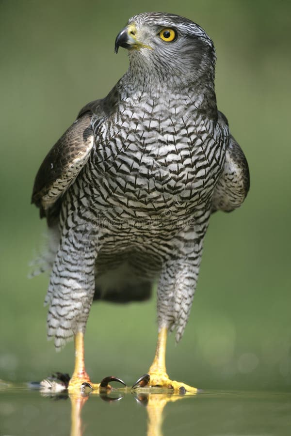 Goshawk, Accipiter Gentilis Stock Photo - Image of accipiter, britain ...