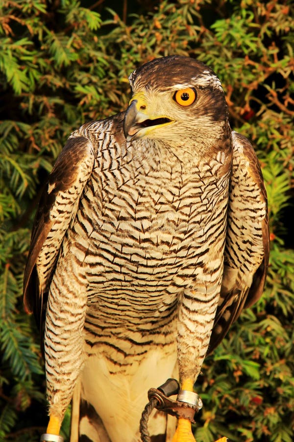 Cow farm stock image. Image of cattle, food, eating, industry - 22797287