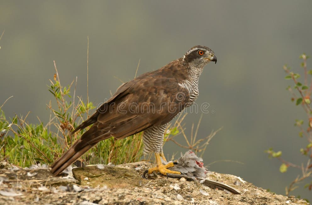 Goshawk Eats Its Prey in the Field Stock Image - Image of animals ...