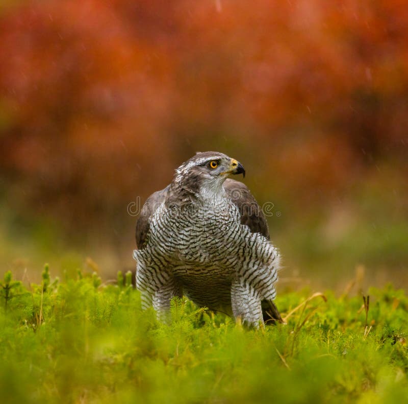 Goshawk Feeding on Young Rabbit Stock Image - Image of moss, gentilis ...