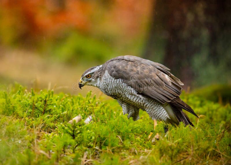 Goshawk Feeding on Young Rabbit Stock Image - Image of fast, eyesight ...